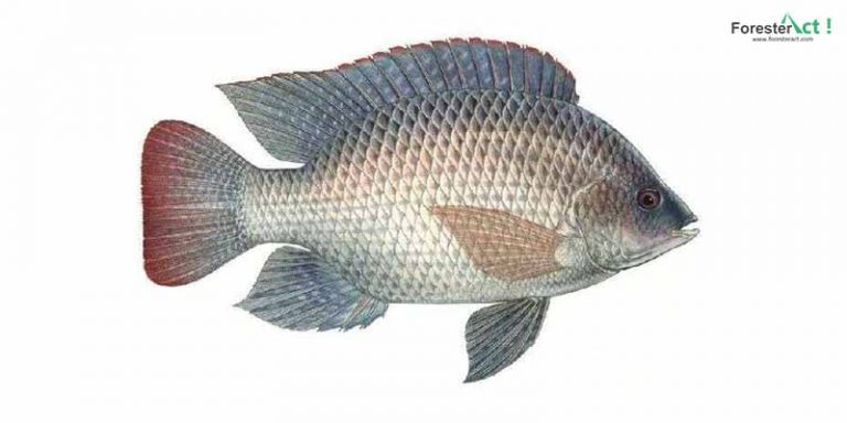 Ikan Nila Oreochromis Niloticus Cara Hidup Budidaya And Fakta Menarik